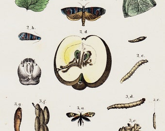 Butterfly engraving | Etsy