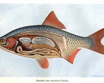 Popular items for rudd on Etsy