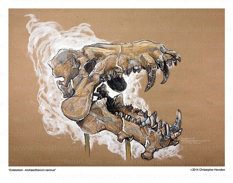 Entelodont Terminator Pig Fossil Study 11x14 by ChrisHerndonArt