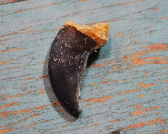 Beautiful Large Size Real Wolf Claw