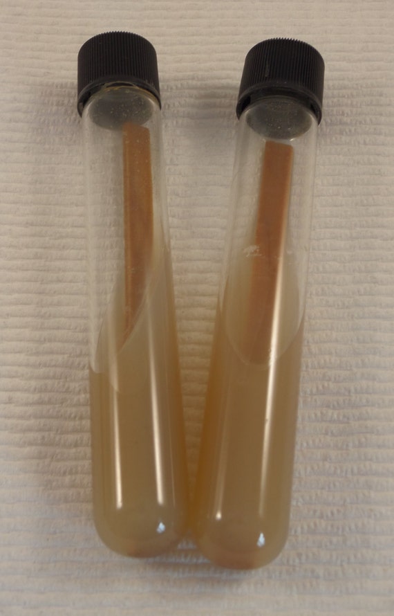 Pre-Poured MYA Malt Yeast Agar Test Tube Slants For Growing
