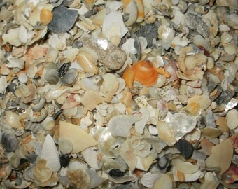 Broken shells | Etsy