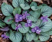 Hard to Find Plants and Garden Whimsey by WaWasGarden on Etsy