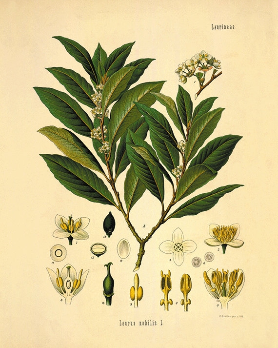 Bay leaf art antique botanical art prints Vintage herbs art