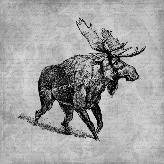 Antique Print Moose Wall Art Animal Home Decor Vintage Print with ...