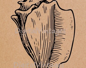 Conch svg | Etsy