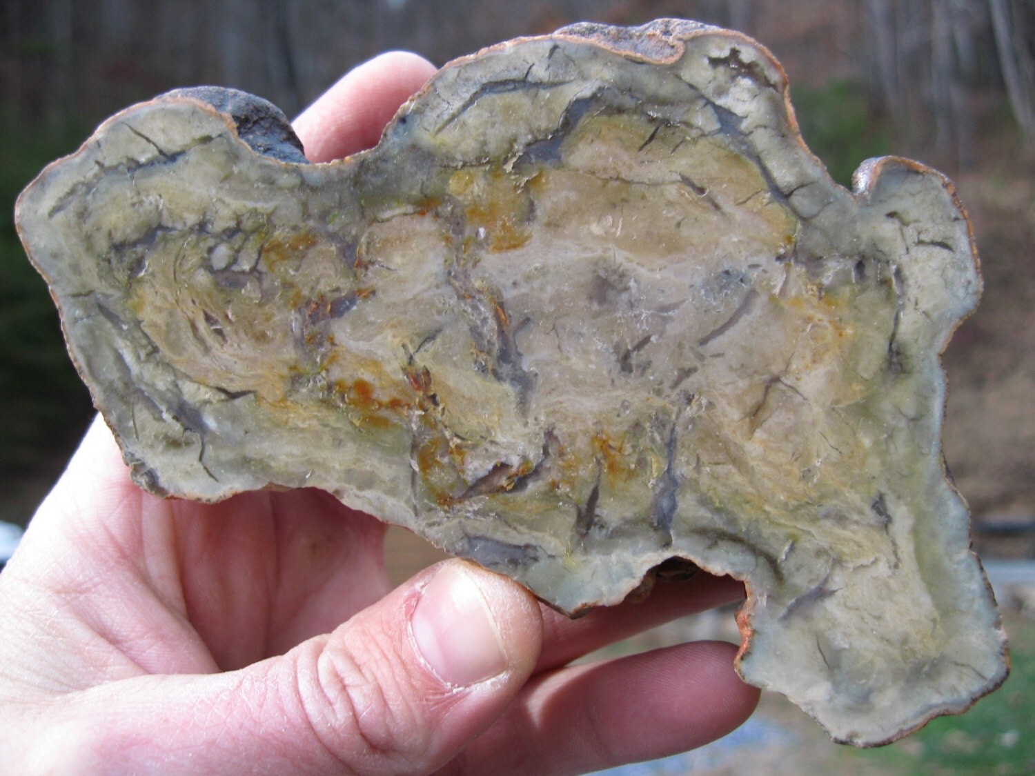 Beautiful Polished Coprolite Specimen Dinosaur Dung