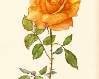 Yellow rose art | Etsy