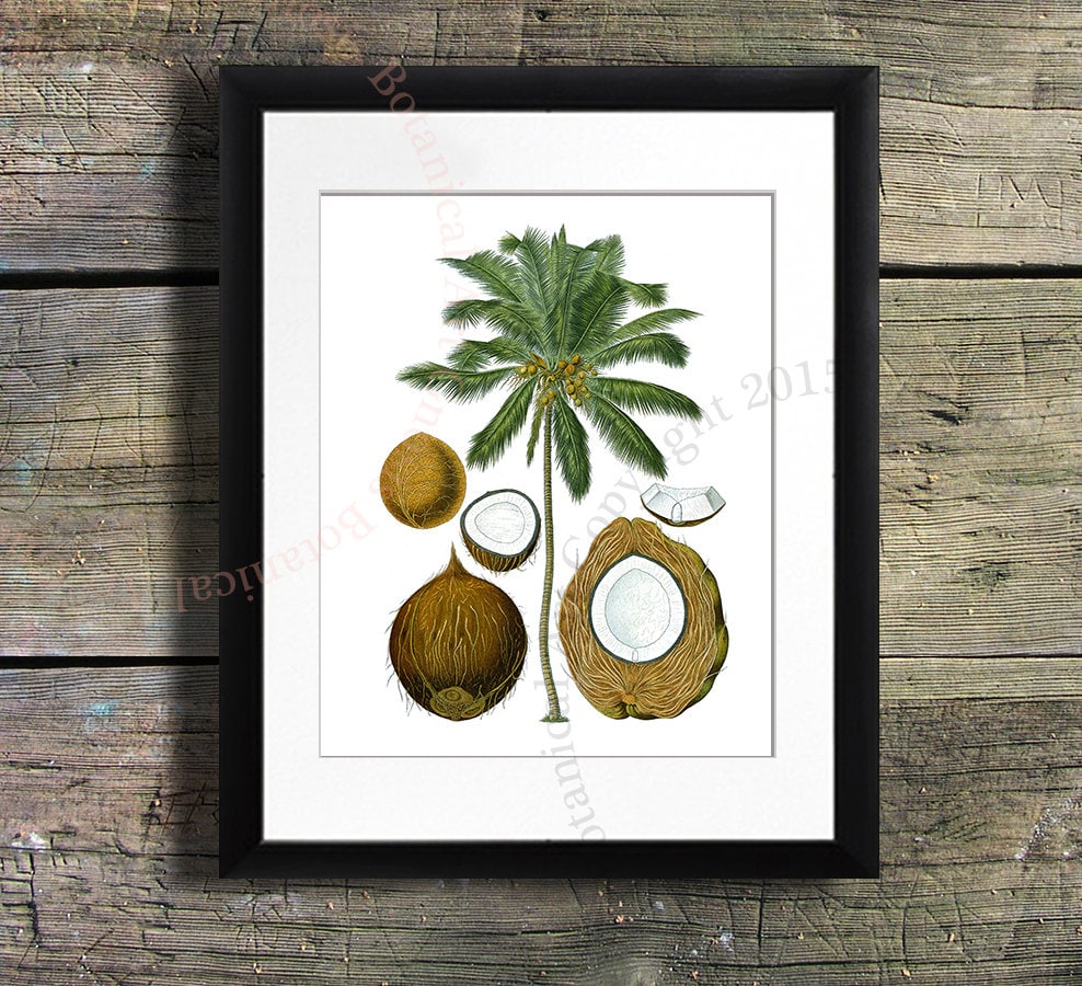 Coconut Tree Wall Art Botanical print Tropical Fruit Art