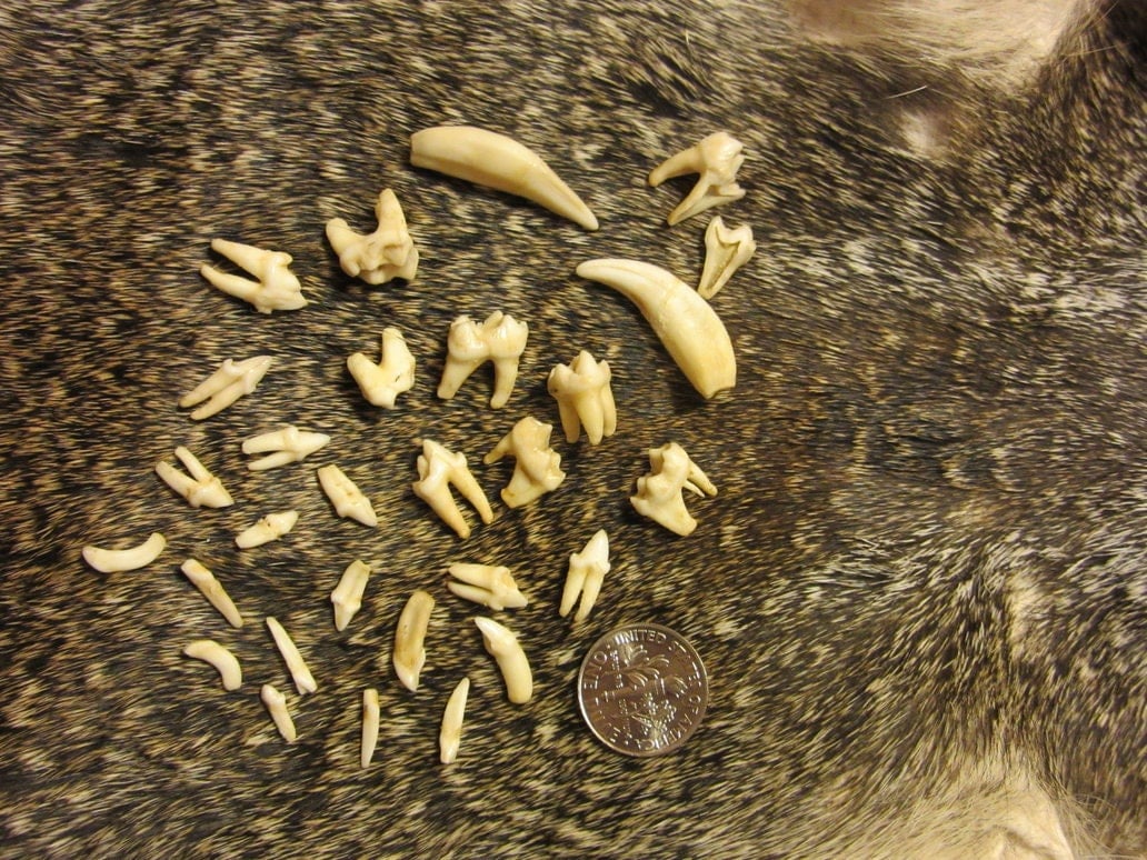 assorted raccoon teeth with canines and molars by EarthMadeWonders