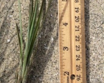 Terrarium grass | Etsy