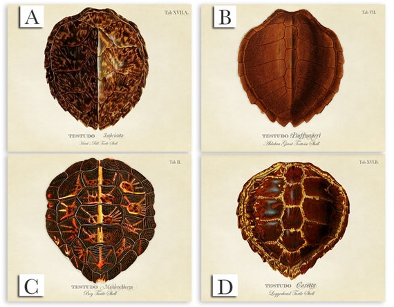 Turtle Shell Art Turtle Shell Print Tortoise Shell