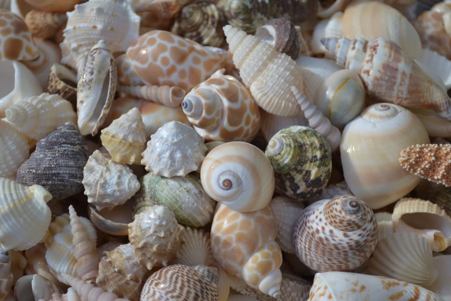 Indian Ocean Medium Seashell Mix 3/4 1 1/2 1 Cup