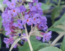 6 Buddleja Butterfly Bush plants FREE SHIPPING! SIX different varieties ...