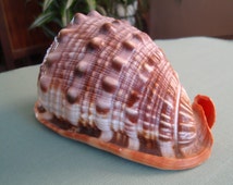 Popular items for helmet shell on Etsy