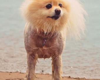 Popular items for pomeranian art on Etsy