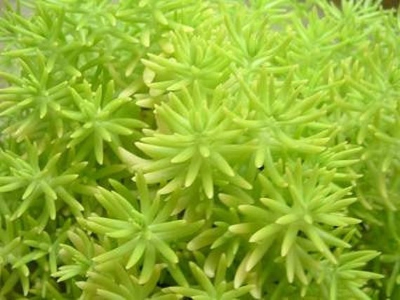 Sedum Lemon Ball A Live Fully Rooted Perennial Plant by