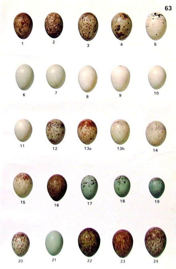 Vogeleier Seaside Sparrow Salbei Sperling Gray geleitet