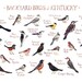 Oregon Backyard Birds Field Guide Art Print / Watercolor