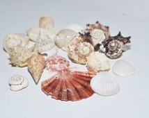 Popular items for drilled sea shells on Etsy
