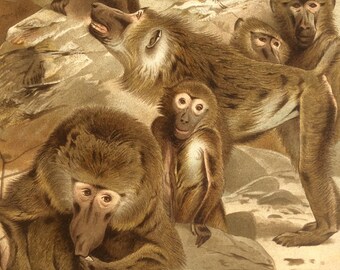 Victorian monkey | Etsy