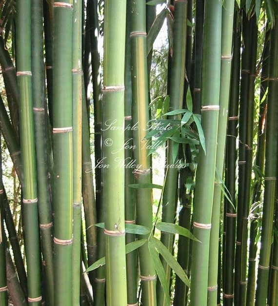 Bambusa bambos Indian Thorny Bamboo seeds Ships from USA