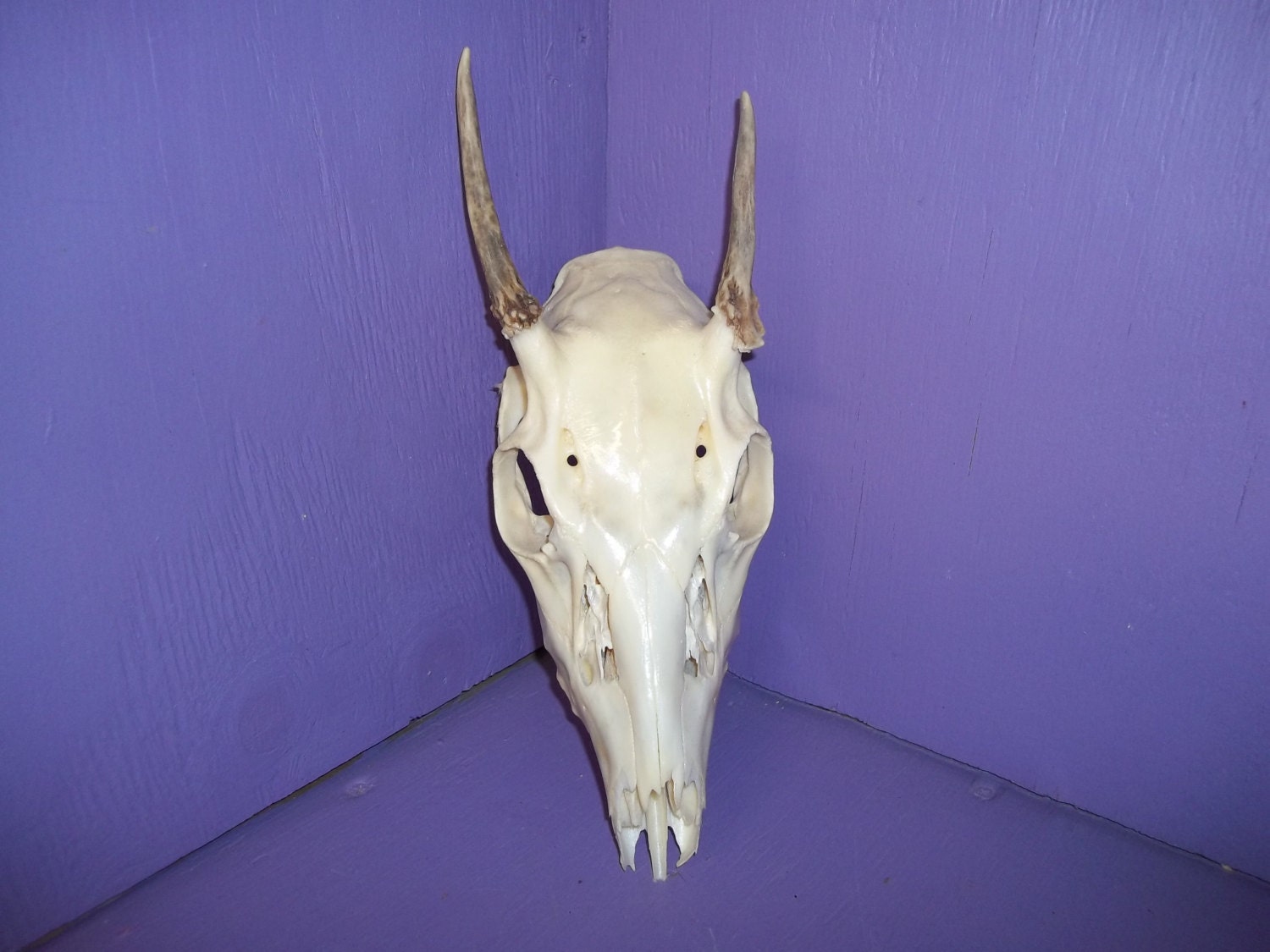 real animal buck deer skull spike antler horn white tail