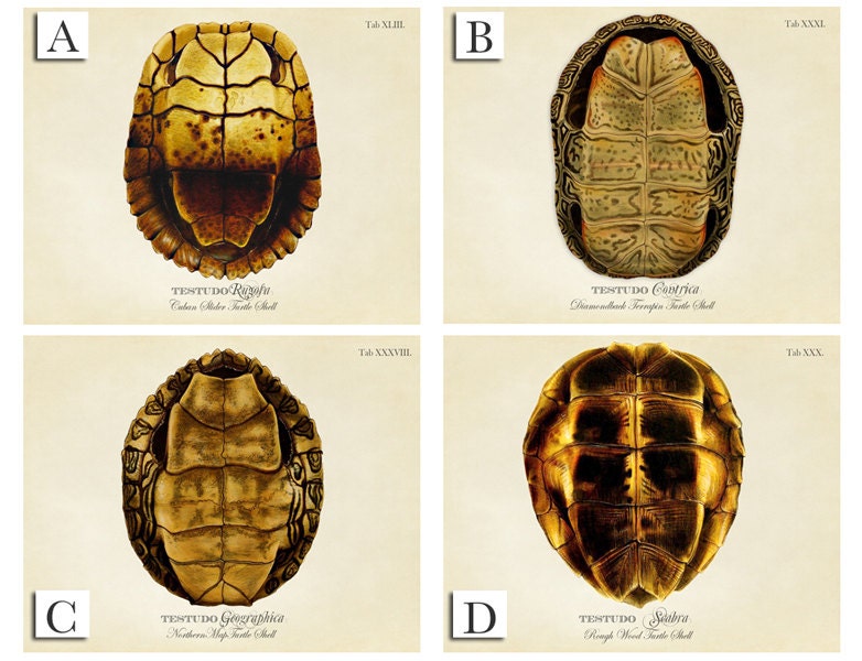 Turtle Shell Print Turtle Shell Art Tortoise Shells