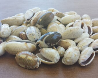 Small Shells Tiny Shells Beach Decor by NatalieHaganDesigns