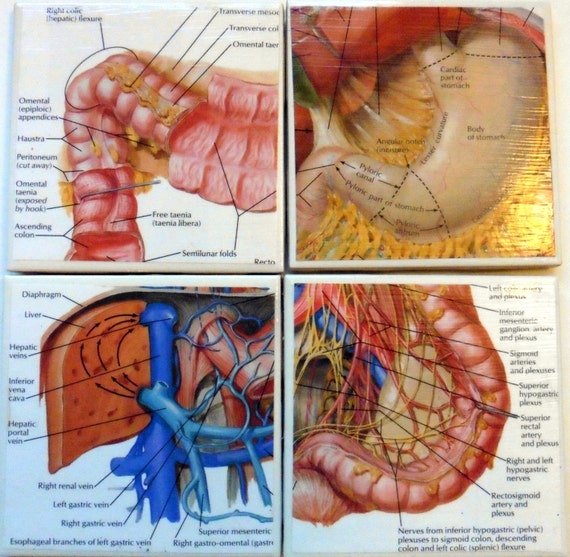 Netters Gastroenterology Anatomy Coasters by CrazyGlueCrafts