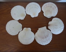 Popular items for sea shell supply on Etsy