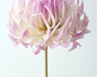 Flower Photography The French Flower Market by GeorgiannaLane