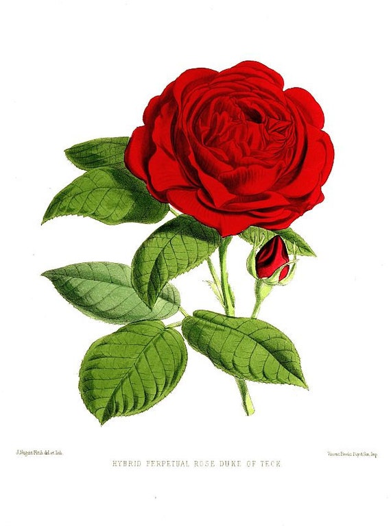 antique victorian botanical print red rose illustration