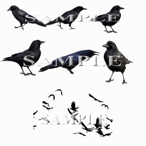 Crow overlays digital files by SnapHaven on Etsy