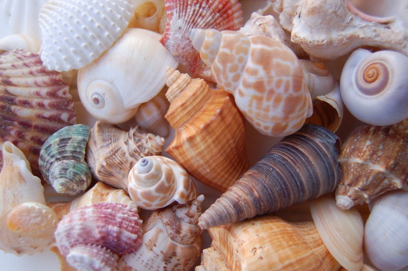 Quality Seashell Supply I Beach Wedding & by BeachyChicDecor