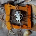 Cynomys assemblage art with painted prairie dog skull wood