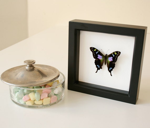 Butterfly Wall Art Framed Insect Display