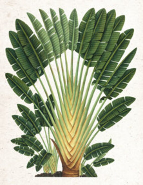 Travelers Traveling Palm Tree Botanical Island Tropical Tommy