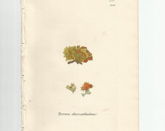 Lichen drawing | Etsy