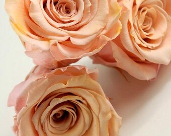 Peach roses | Etsy