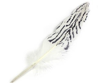 Zebra feathers | Etsy