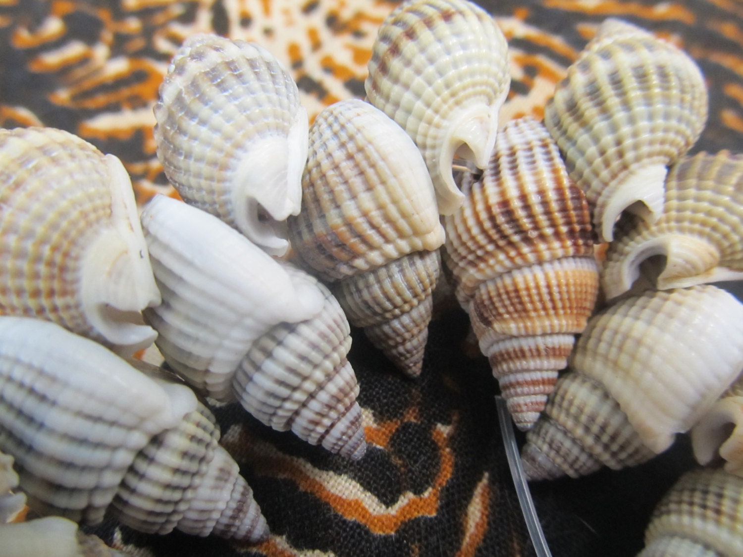 Nassarius shells Fair Trade organic beads 24 by Ghanatreasures