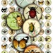 Digital download INSECT 1 inch circle butterfly by byJLeeloo