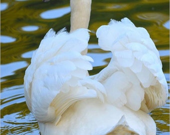 Unique swan print related items | Etsy