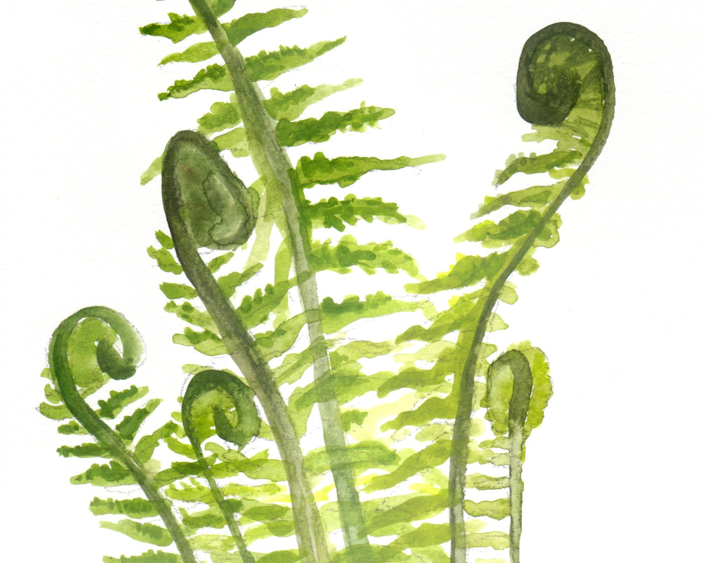 Fern watercolor art print botanical print nature leaf art