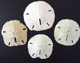 Large sand dollar | Etsy