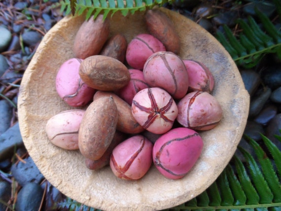 Fresh Kola Nut and Bitter Kola Obi and Orogbo for Ifa Orisa