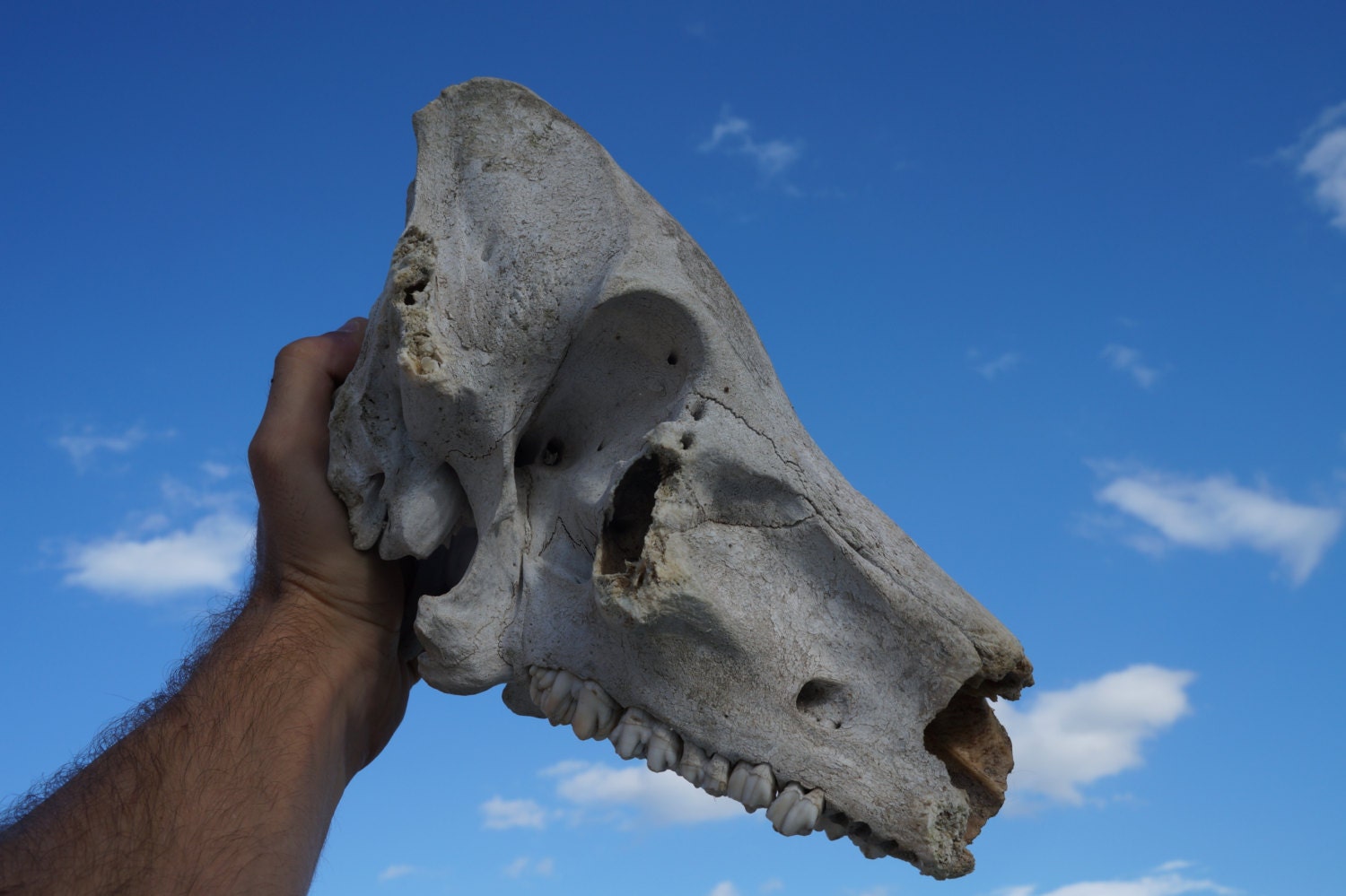 Natural Pig Skull , Vintage Animal Skull , Macabre Gothic Decor , Pagan ...