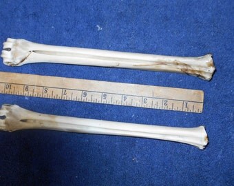 Deer leg bone | Etsy