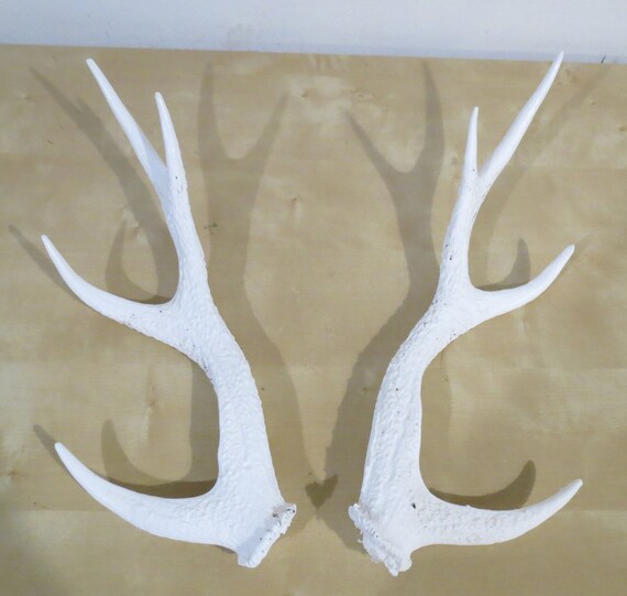 Sika Deer Antler Replicas